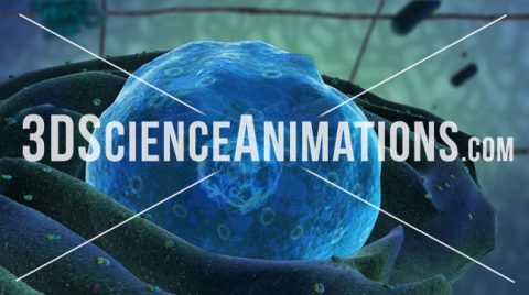 Cell Nucleus Graphic Set 4 | 3D Science Animations - Custom 3D Animation