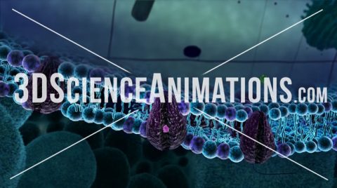 Cell Membrane Graphic Set 4 | 3D Science Animations - Custom 3D Animation